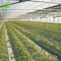 China Large Transparent Plastic Film Multi-Span Greenhouse Grow Tent Transparent and Durable for sale