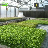 China Large Transparent Plastic Film Multi-Span Greenhouse Grow Tent Transparent and Durable for sale