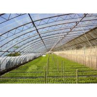 China Traditional Film Solar Greenhouse Large and Durable for Vegetable Cultivation for sale