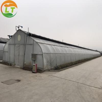 China Film Covered Mushroom Cultured Greenhouse for Mushroom Cultivation and Easy Assembly for sale