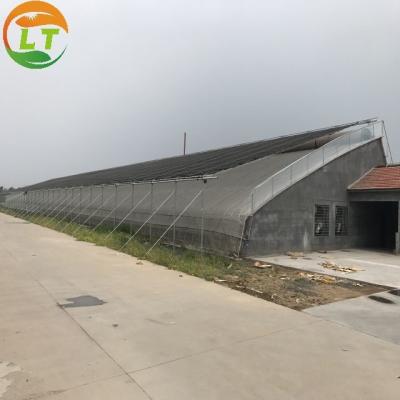 China Film Agricultural Solar Greenhouses Maximize Your Vegetable Fruits and Flowers Growth for sale