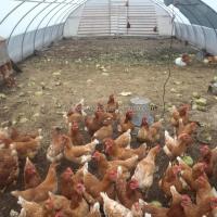 China Customized Size Film Covered Poultry Farm Greenhouse Length 30-100m with Film Cover for sale