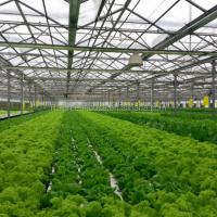 China Hydroponic Plant Growth Systems Greenhouses for Optimal Results for sale