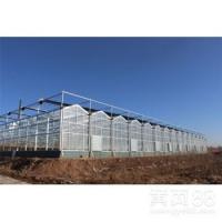 China Plant Growth Multi-span Glass Skeleton Greenhouse with Customizable Length up to 50m for sale