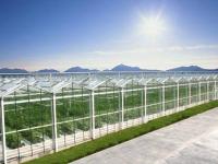 China Plant Growth Multi-span Glass Skeleton Greenhouse with Customizable Length up to 50m for sale