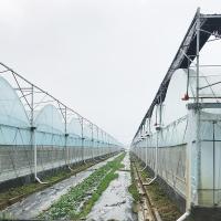 China Agricultural Greenhouse Ltd. Presents Large Vertical Hydroponic System for Lettuce for sale
