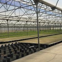 China Agricultural Greenhouse Ltd. Presents Large Vertical Hydroponic System for Lettuce for sale