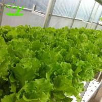 China Grow Your Own Strawberries at Home with this Hydroponic Growing System Easy to Install for sale