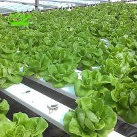 China Grow Your Own Strawberries at Home with this Hydroponic Growing System Easy to Install for sale