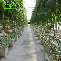 China PP Hydroponic Tomato Growing Dutch Bucket System for Vegetables for sale