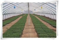 China 3m High Agricultural Poly Tunnel Greenhouse Transparent Colour Customizable Height for sale