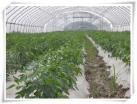 China 3m High Agricultural Poly Tunnel Greenhouse Transparent Colour Customizable Height for sale