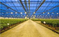 China 3m High Agricultural Poly Tunnel Greenhouse Transparent Colour Customizable Height for sale
