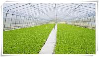 China 3m High Agricultural Poly Tunnel Greenhouse Transparent Colour Customizable Height for sale