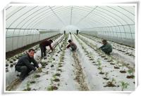 China 3m High Agricultural Poly Tunnel Greenhouse Transparent Colour Customizable Height for sale
