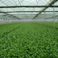 China Large Hot Galvanized Steel Structure Gutter Connected Greenhouse with Height 3.0-4.8m for sale
