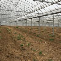 China Advanced Hydroponic System for Leaf Vegetable Cultivation in Agricultural Greenhouses for sale