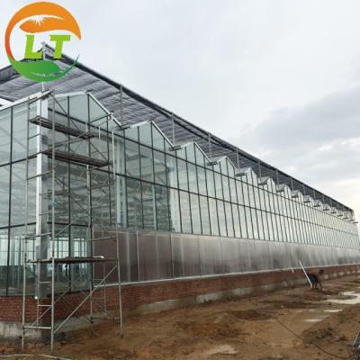 China 3m Height Large Glass Greenhouse for Tomato Planting in Skeleton Design Customized for sale