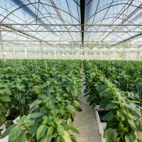 China Ventilation in 30-100m Length Smart Greenhouse with IOT System and Fertilizer Machine for sale