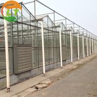 China 3m Height Large Glass Greenhouse for Tomato Planting in Skeleton Design Customized for sale