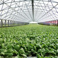 China Ventilation in 30-100m Length Smart Greenhouse with IOT System and Fertilizer Machine for sale