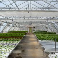 China Ventilation in 30-100m Length Smart Greenhouse with IOT System and Fertilizer Machine for sale