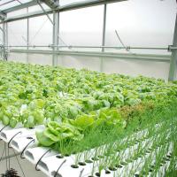 China Ventilation in 30-100m Length Smart Greenhouse with IOT System and Fertilizer Machine for sale