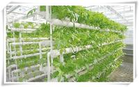 China Hydroponic NFT System for Greenhouse Optional Irrigation Solution Included for sale