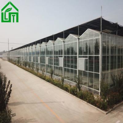 China 8m Width Glass Greenhouse for Growing Vegetables Stable Structure and Customizable for sale