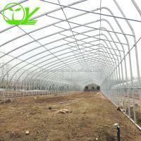 China Budget-Friendly Agricultural Plastic Film Greenhouse for Vegetable Fruits Flowers for sale