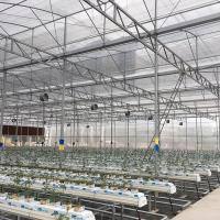 China Multi Span Plastic Film Greenhouses for Vegetable Farming 50m Length Stable Structure for sale