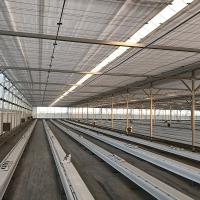 China Automatical Controlling System Galvanized Steel Frame Film Greenhouse for Agriculture for sale