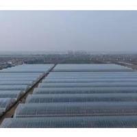 China Customized Multi Span Agriculture Greenhouse for Vegetable Optional Irrigation System for sale