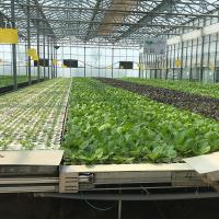 China Green Agricultural Glass Greenhouse with 5mm Covering Span Width 9.6m 10.8m 12m for sale
