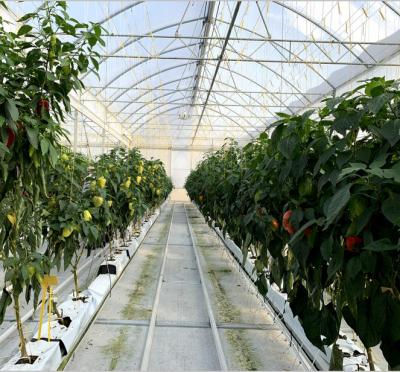 China 8.0m 10.0m Span Width Agriculture Greenhouse for Tomato and Vegetable for sale