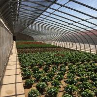 China Agricultural Solar Greenhouse with Outside/Inside Shading System and Automatic Control for sale