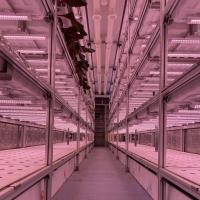 China 40 ft Container Hydroponic Smart Farming Greenhouse with Plant Growth LED Grow Light for sale