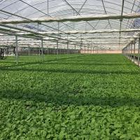 China Durable Hot-dipped Galvanized Frame Plastic Film Agricultural Greenhouse with PE Span Single/ Multi for sale