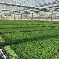 China Durable Hot-dipped Galvanized Frame Plastic Film Agricultural Greenhouse with PE Span Single/ Multi for sale