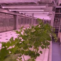 China 40 ft Container Hydroponic Smart Farming Greenhouse with Plant Growth LED Grow Light for sale