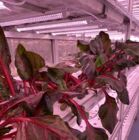 China 40 ft Container Hydroponic Smart Farming Greenhouse with Plant Growth LED Grow Light for sale