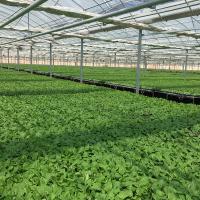China Roof Height 4.8-7.8m 200 Micron UV Resistant Plastic Film Greenhouse for Vegetable for sale