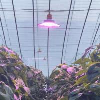 China 30000 Hour Working Lifetime 220v LED Grow Module for Greenhouse Fill Light Planting for sale