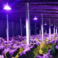 China Greenhouse Planting 36W/50W Full Spectrum LED Grow Light with High Luminous Efficiency for sale