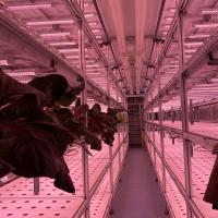 China 40ft Container Greenhouse Farm for Temperature Climate Controlled Vegetable Growth for sale