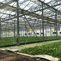 China Hydroponic Vertical Farming Greenhouse for Herb and Tomato Growing in Customized Size for sale