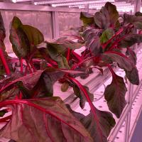 China 40ft Container Greenhouse Farm for Temperature Climate Controlled Vegetable Growth for sale