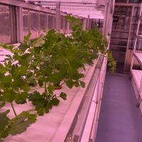 China 40ft Container Greenhouse Farm for Temperature Climate Controlled Vegetable Growth for sale