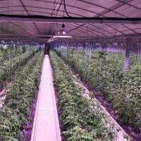 China Samsung LED Type Full Spectrum Grow Light for Greenhouse 36w 45w 50w E27 for sale