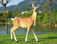China Animal Giraffe Outdoor Fiberglass Sculpture For Zoo Forest Landscape for sale